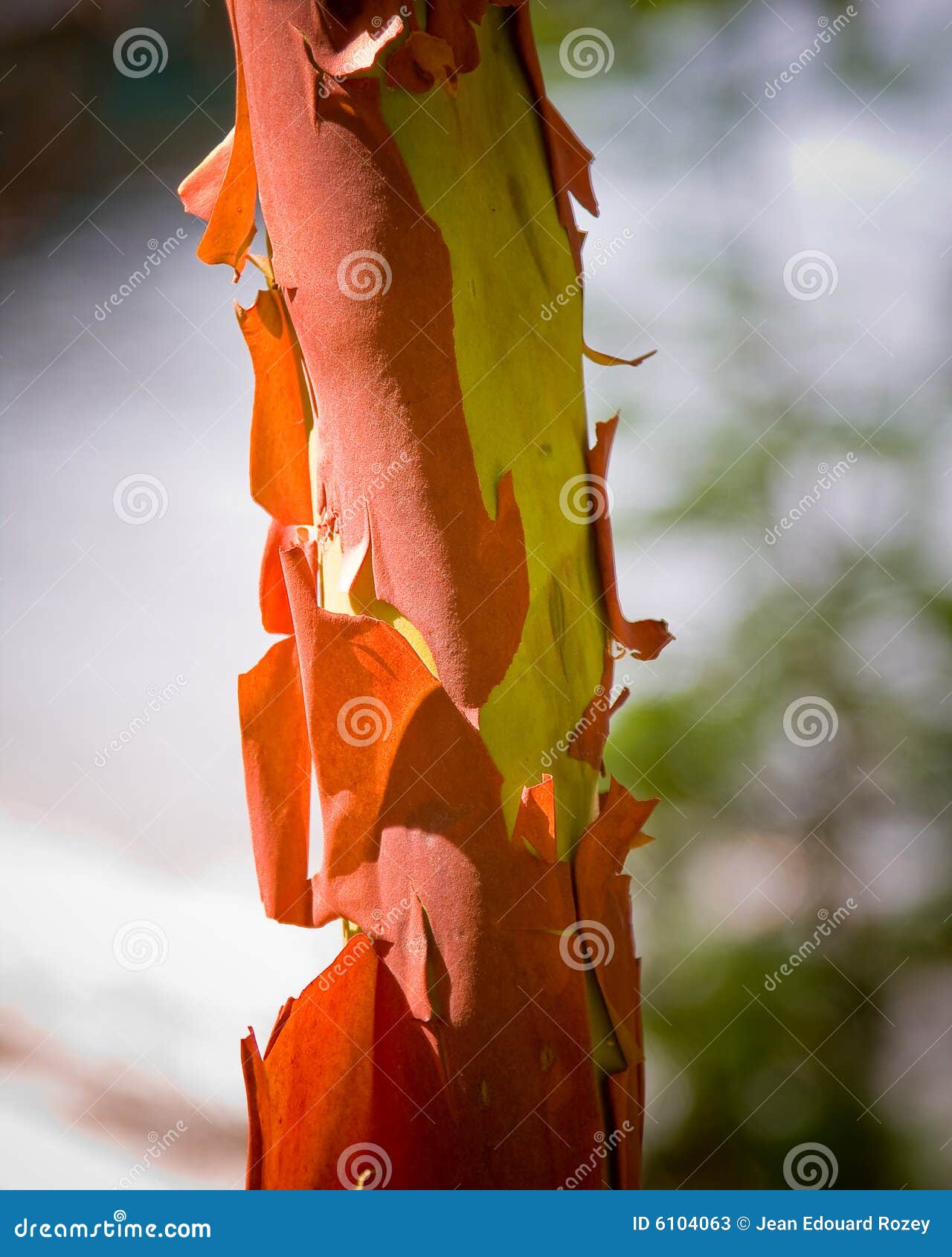Madrona tree trunk stock image. Image of state, forest - 6104063