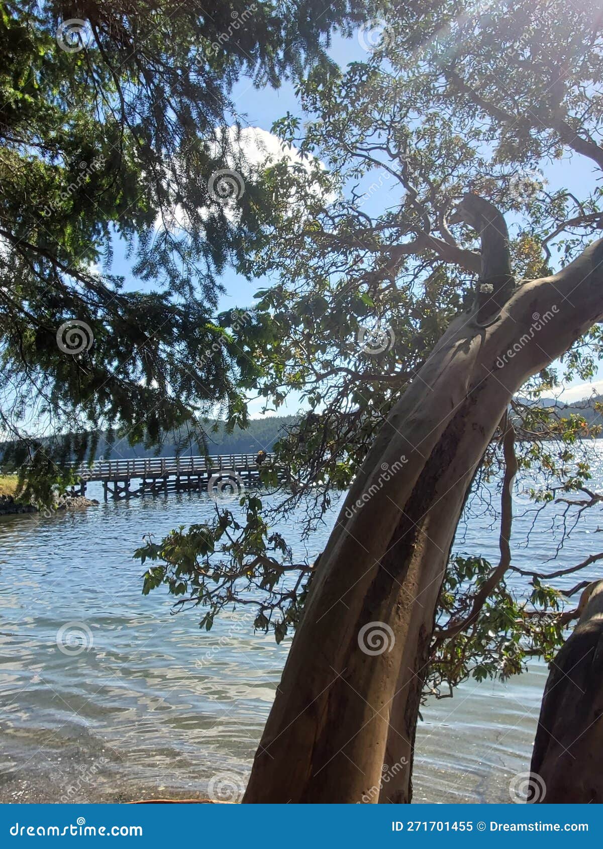 Madrona trees by the water stock image. Image of nature - 271701455