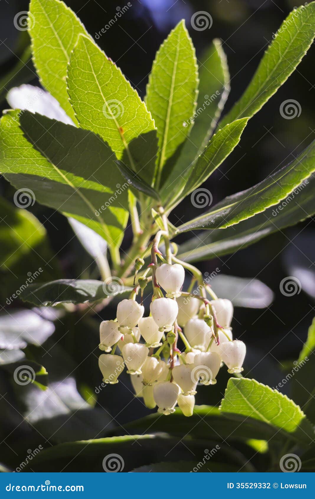 Madrone flowers stock photo. Image of hanging, madrone - 35529332