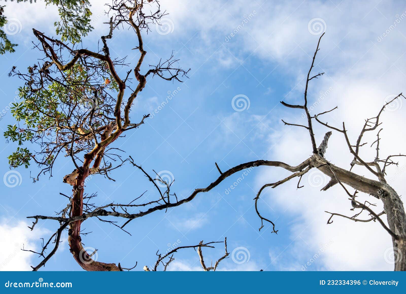 Madrone Tree Arbutus Menziesii Leaves On A Sky Background, California ...