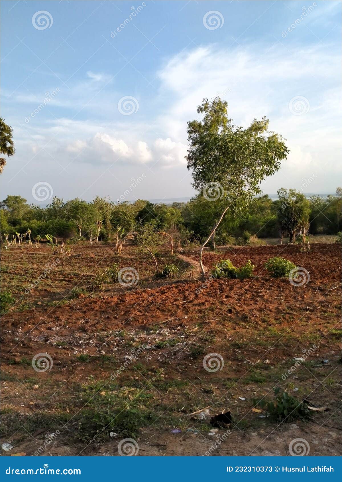 Madura rawa-rawa Indonesia stock image. Image of madura - 232310373