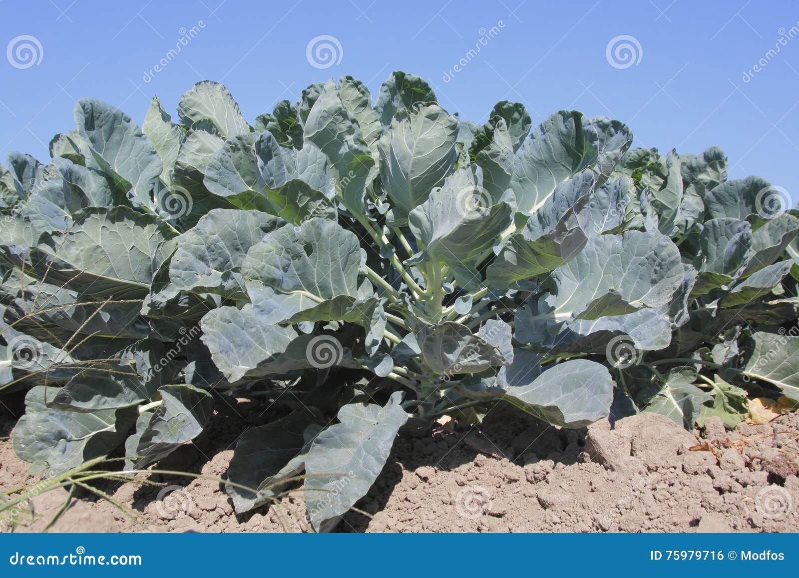 Maduración De La Cosecha De La Coliflor Foto de archivo - Imagen de ...