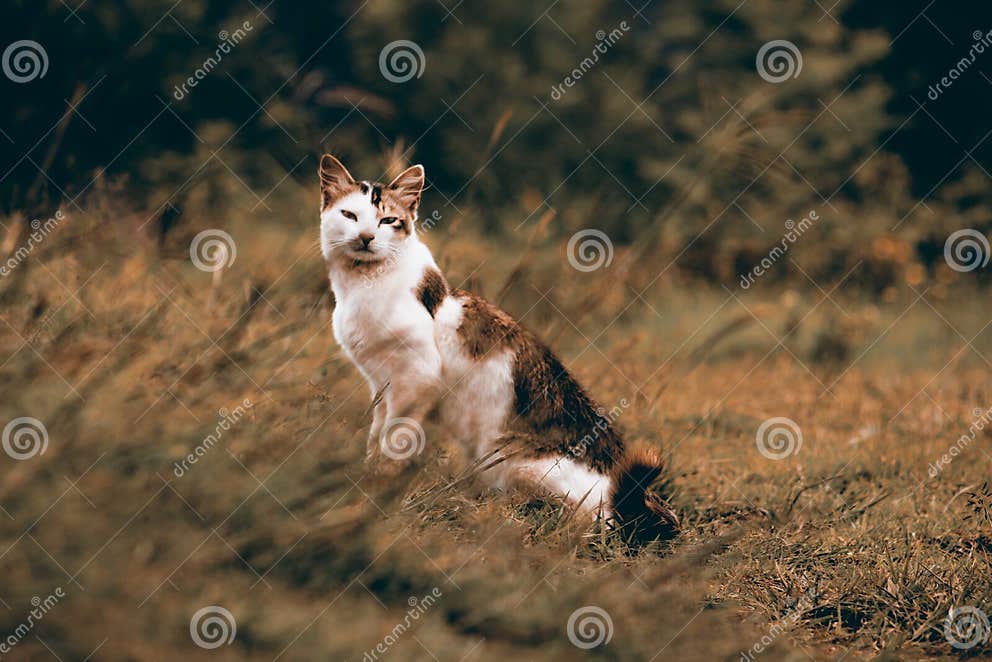 The mafia stare down stock photo. Image of mafia, beautiful - 103114632