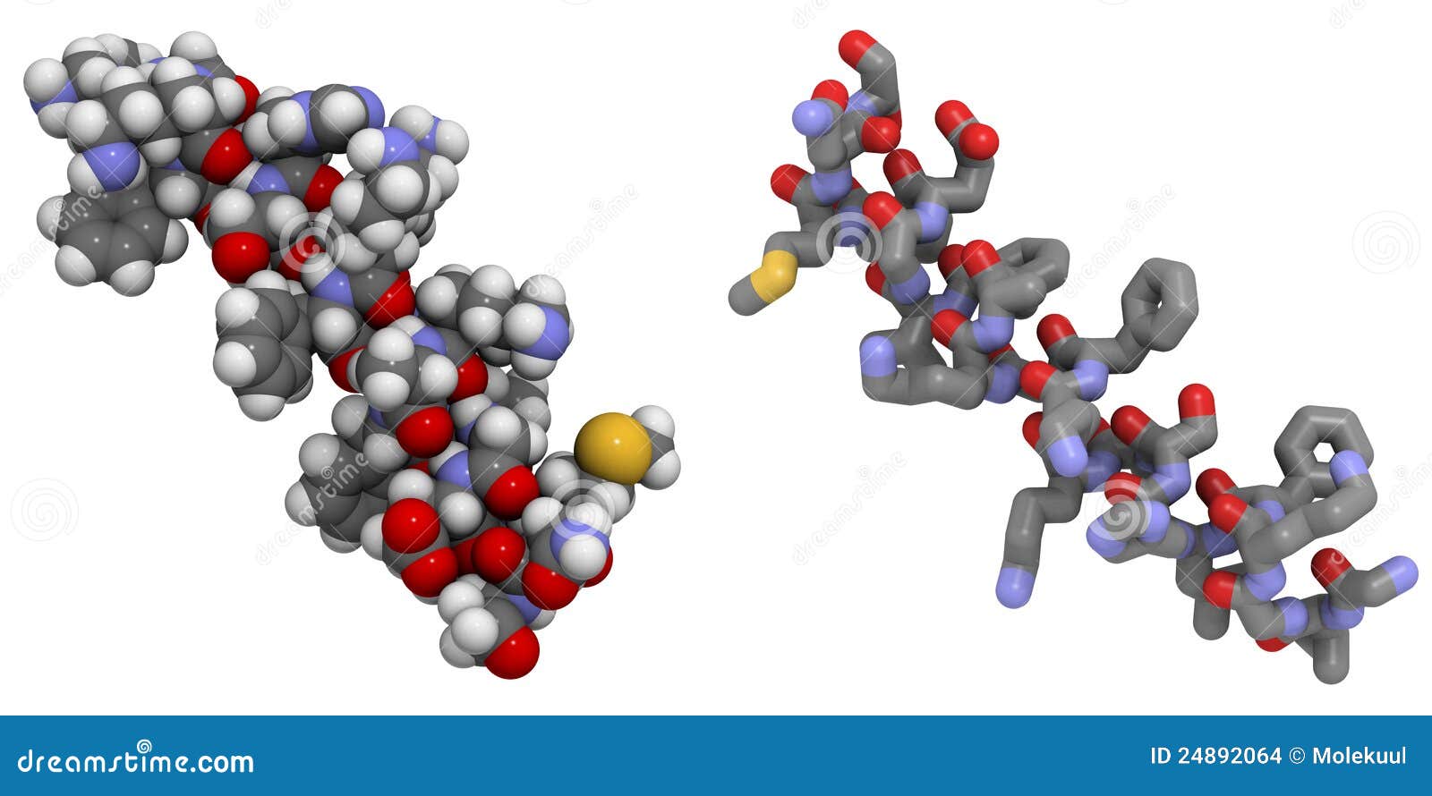 Magainin 2 Peptide Molecule Stock Illustration - Illustration of ...