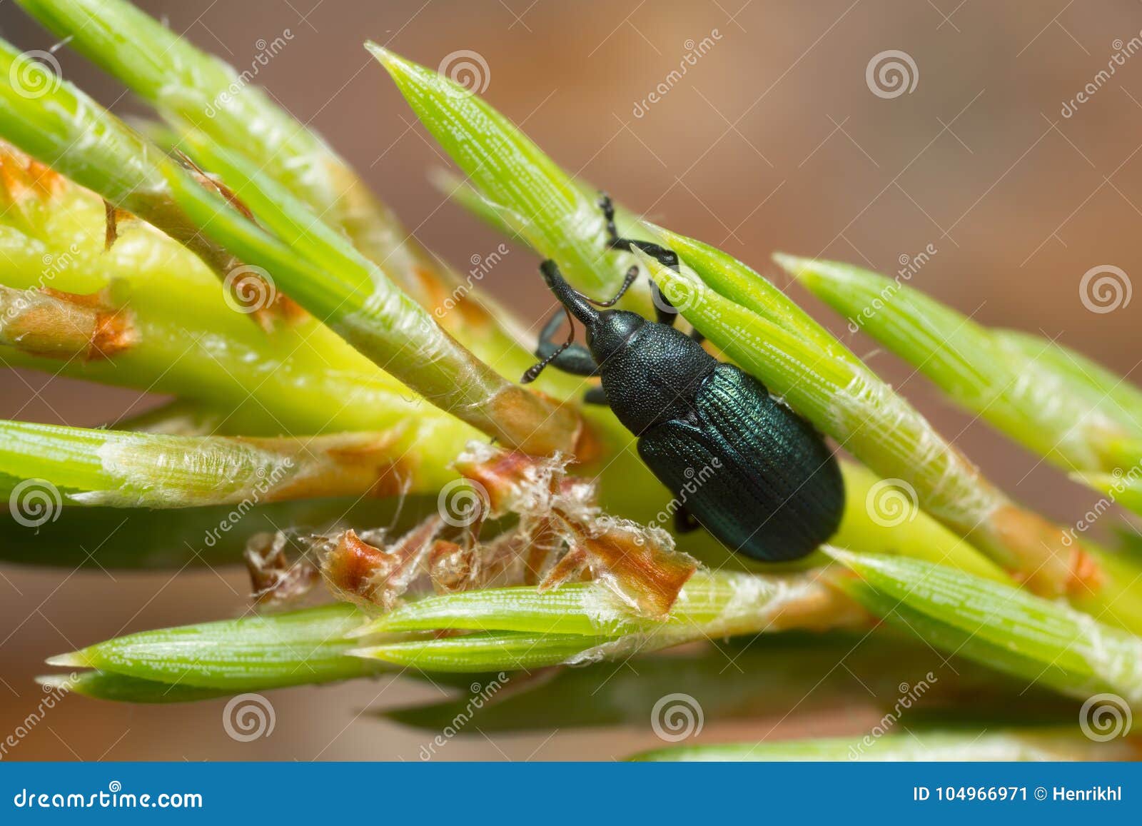 Magdalis Frontalis on Pine Needles Stock Image - Image of imago ...