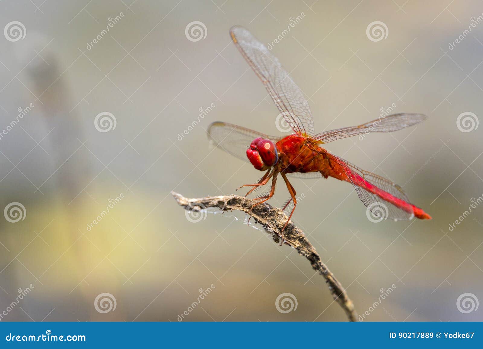 Mage of Dragonfly Perched on a Tree Branch. Stock Image - Image of ...