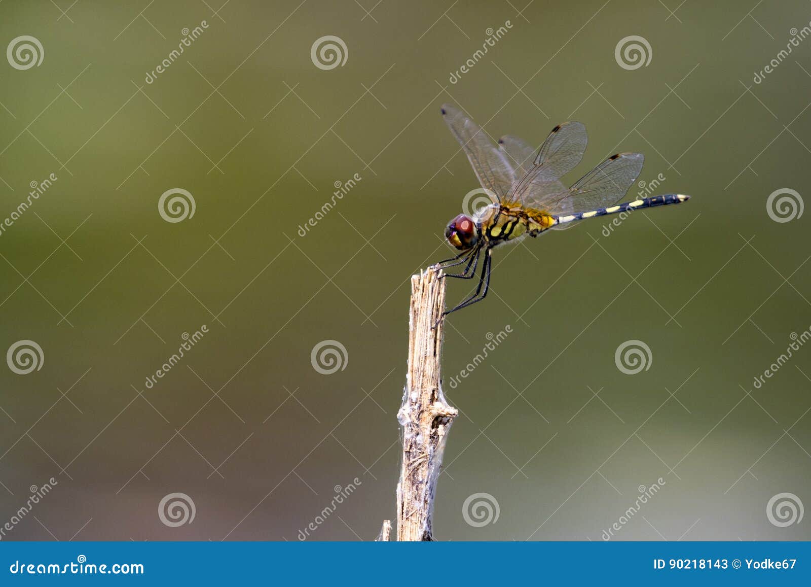 Mage of Dragonfly Perched on a Tree Branch. Stock Image - Image of ...