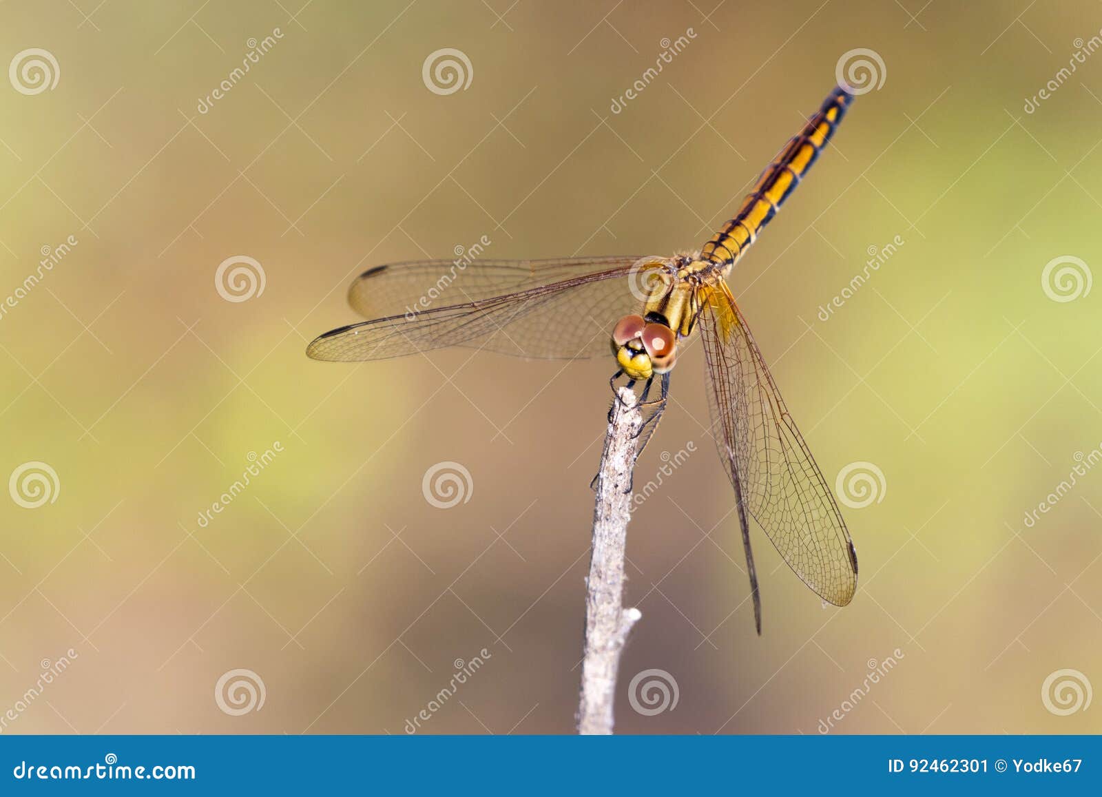 Mage of Dragonfly Perched on a Tree Branch. Stock Image - Image of ...