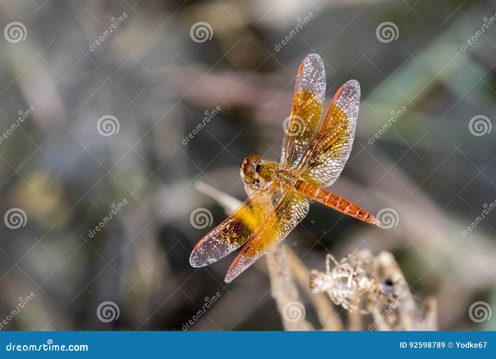 Mage of Dragonfly Perched on a Tree Branch. Stock Image - Image of ...