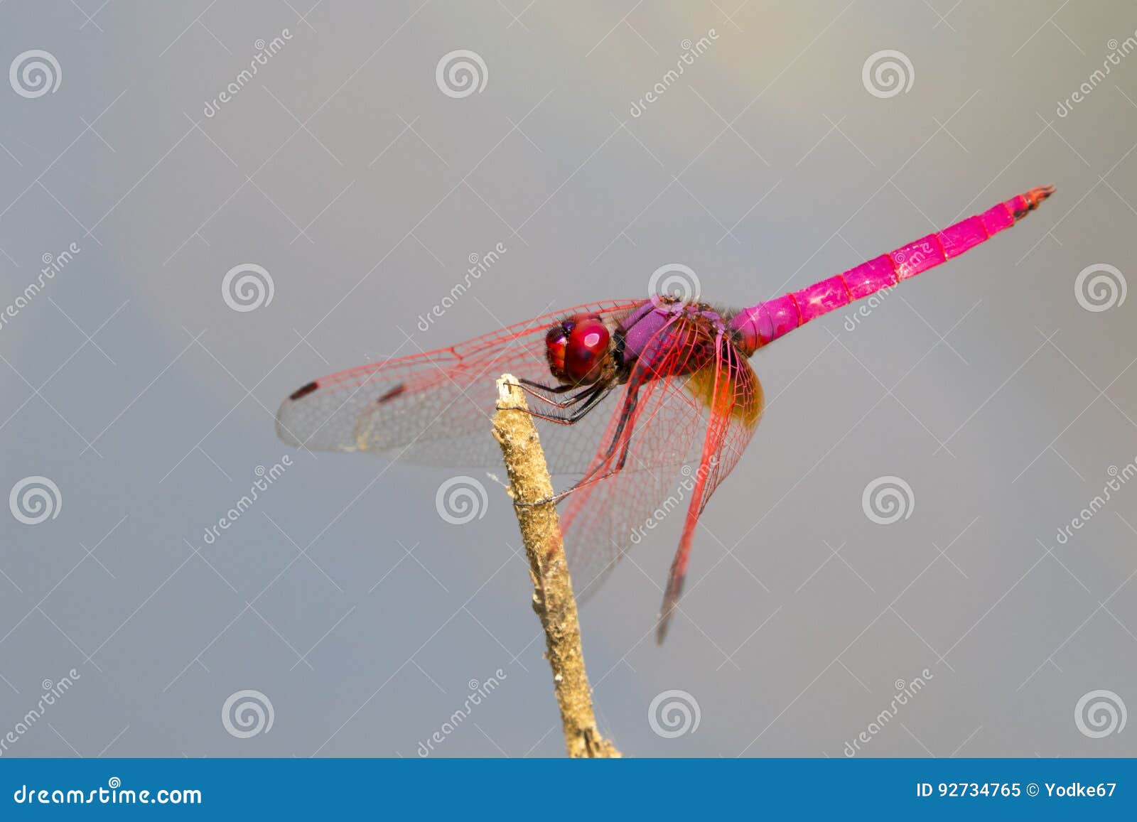 Mage of Dragonfly Perched on a Tree Branch. Stock Image - Image of ...