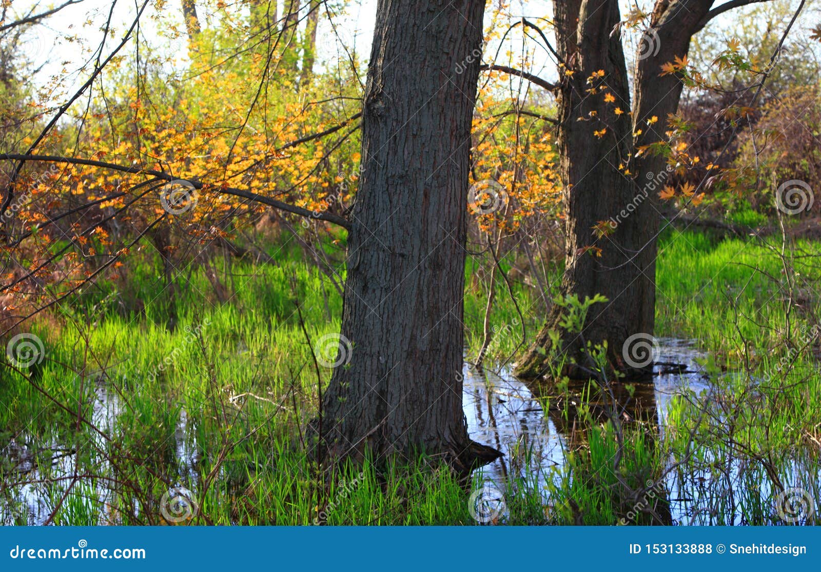 Magee marsh in Ohio stock photo. Image of grassland - 153133888