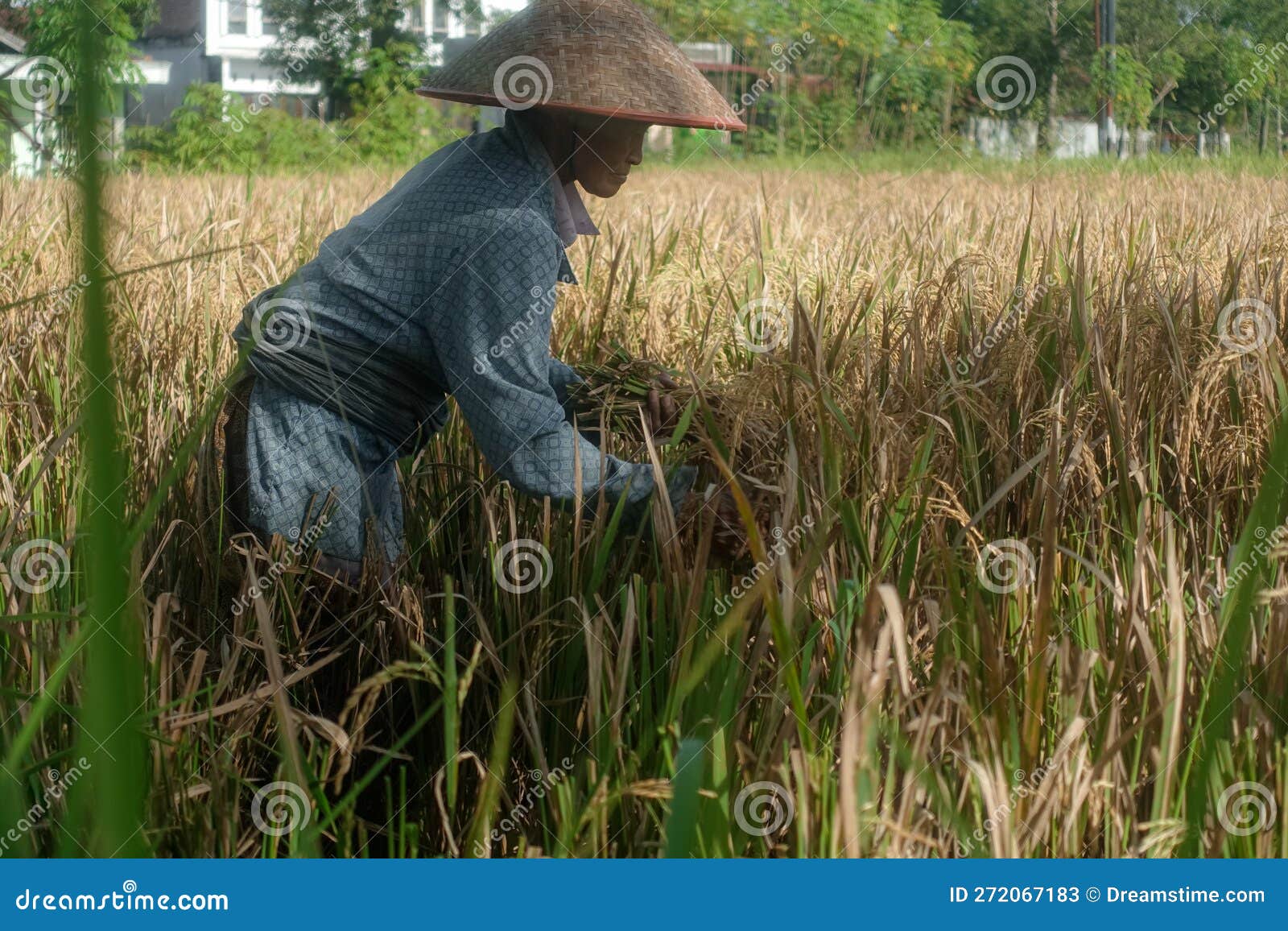 03.06.2023 Magelang Central Java Indonesia, a Farmer Harvesting Paddy ...