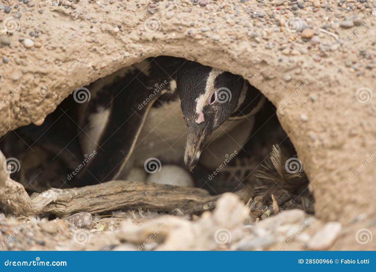 Magellanic Penguin Brooding Stock Photo - Image of brood, magellanic ...