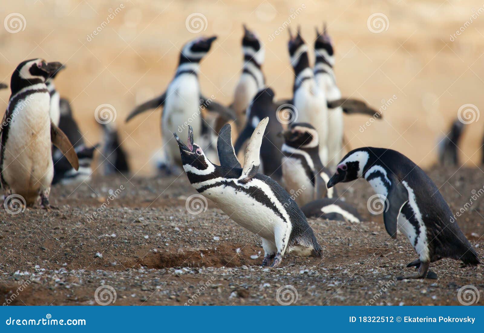 Magellanic Penguin Crying Loud Stock Photo - Image of coastal, south ...