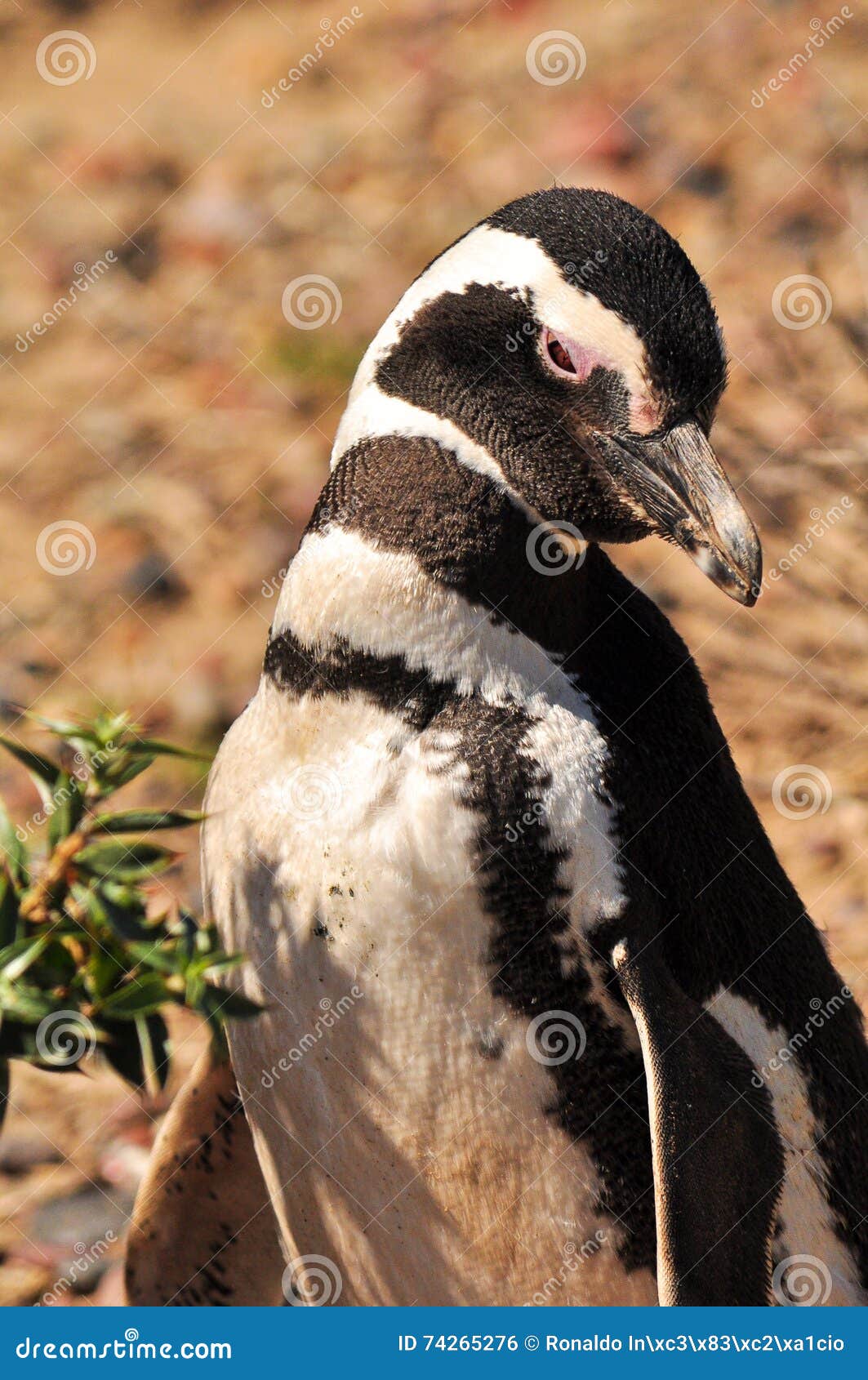 Magellanic Penguin in Front Position Stock Photo - Image of outdoors ...