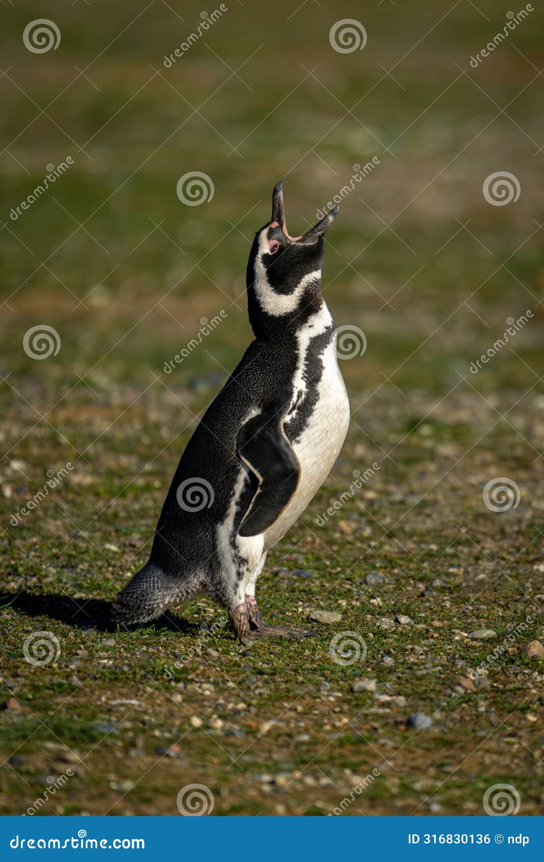 Magellanic Penguin on Grass Lifts Head Squawking Stock Photo - Image of ...