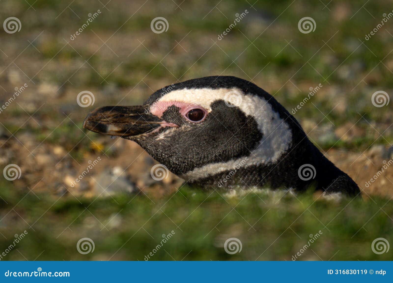 Magellanic Penguin Nestles in Burrow in Profile Stock Image - Image of ...