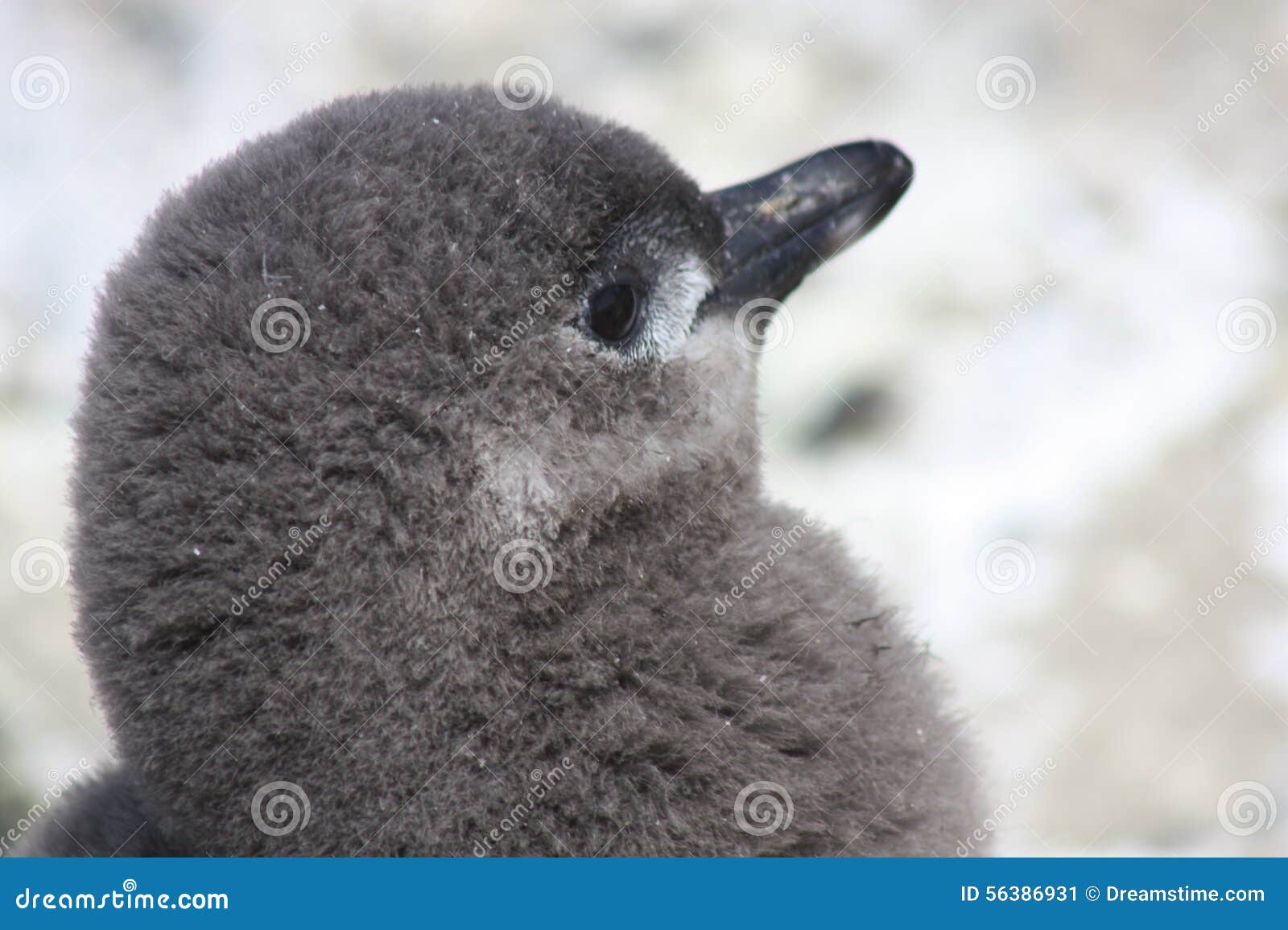 Magellanic Penguins stock image. Image of fauna, patagonia - 56386931