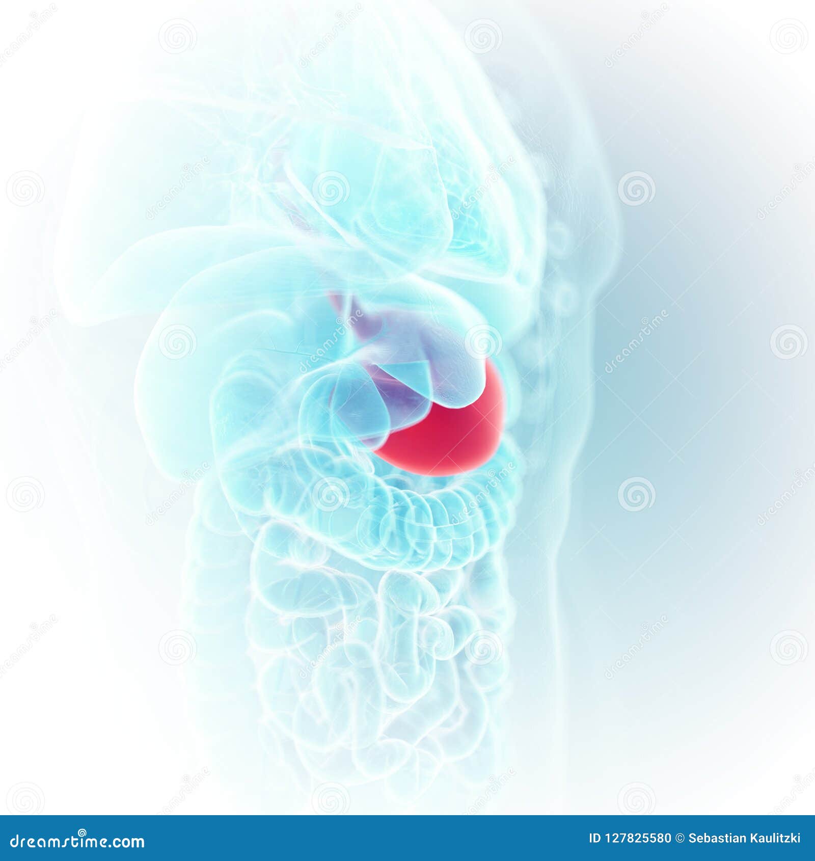 Magen stock illustrationer. Illustration av magsäck - 127825580