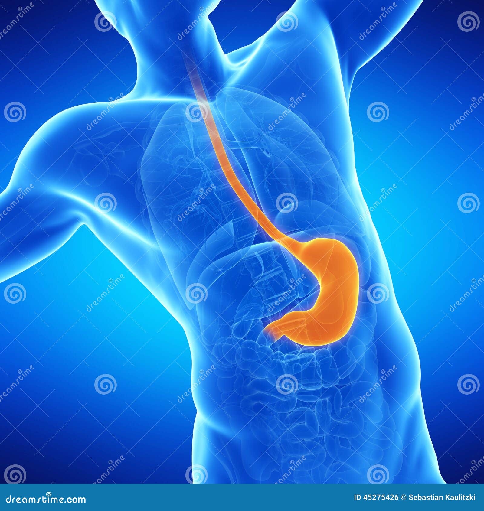 Magen stock illustrationer. Illustration av orange, esofagus - 45275426