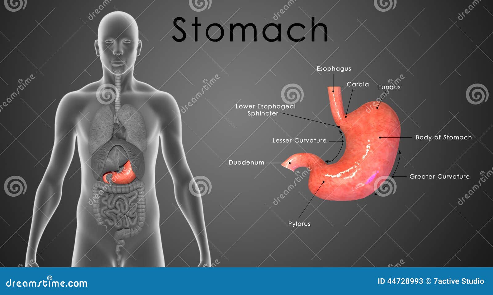 Magen beschriftet stock abbildung. Illustration von biologie - 44728993