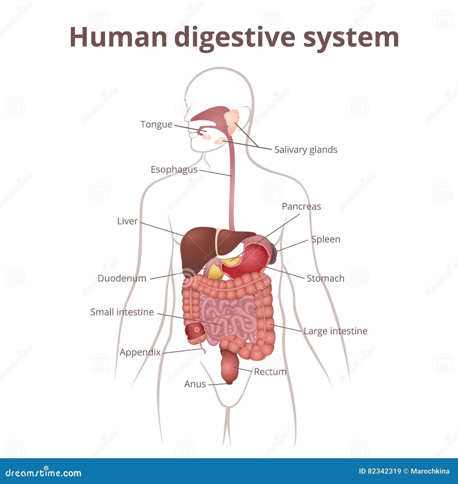 Magen-Darm-Trakt-Organe vektor abbildung. Illustration von anatomisch ...
