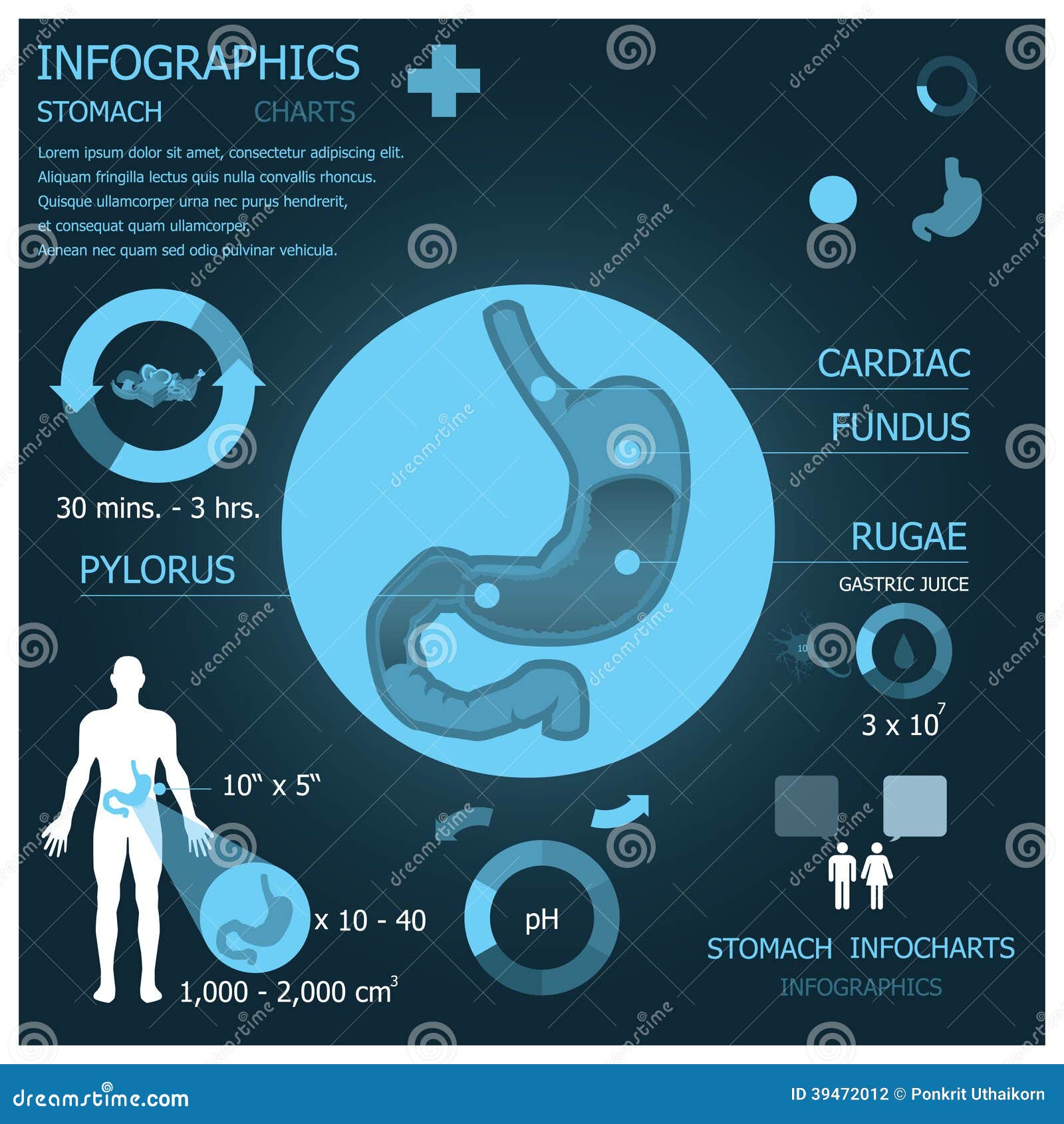 Magen Infographic Infocharts Vektor Abbildung - Illustration von nerv ...
