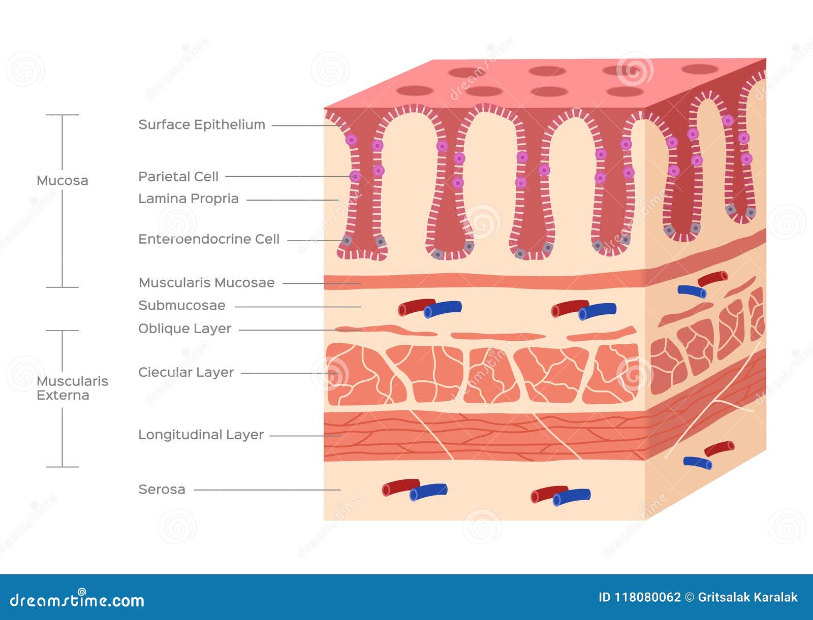 Magen- Und Dünndarmfutter, Darmzotten Und Darm Vektor Abbildung ...