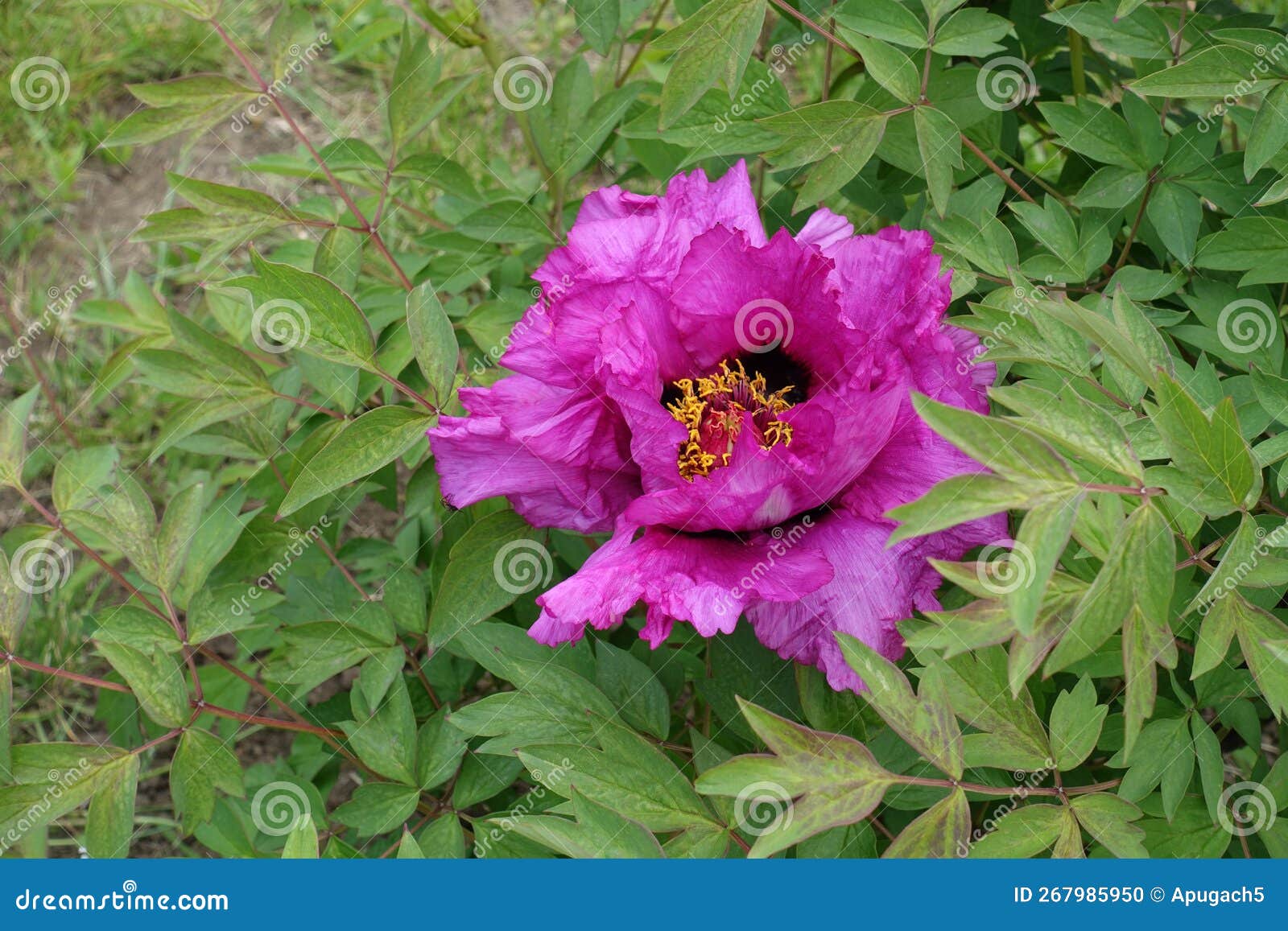 Magenta-colored Flower in the Leafage of Tree Peony in May Stock Photo ...