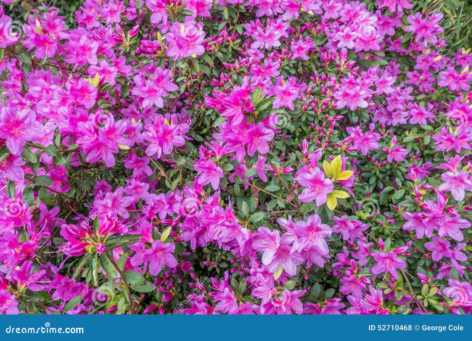 Magenta Azaleas - Background Stock Photo - Image of flora, textrue ...