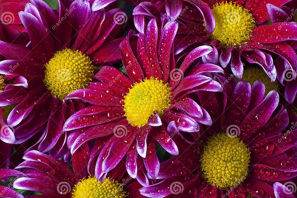 Magenta Chrysanthemums with Rain Drops Stock Image - Image of bunch ...