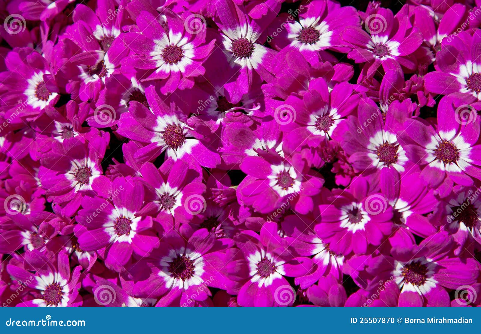 Magenta Cineraria Flower Texture Stock Photo - Image: 25507870