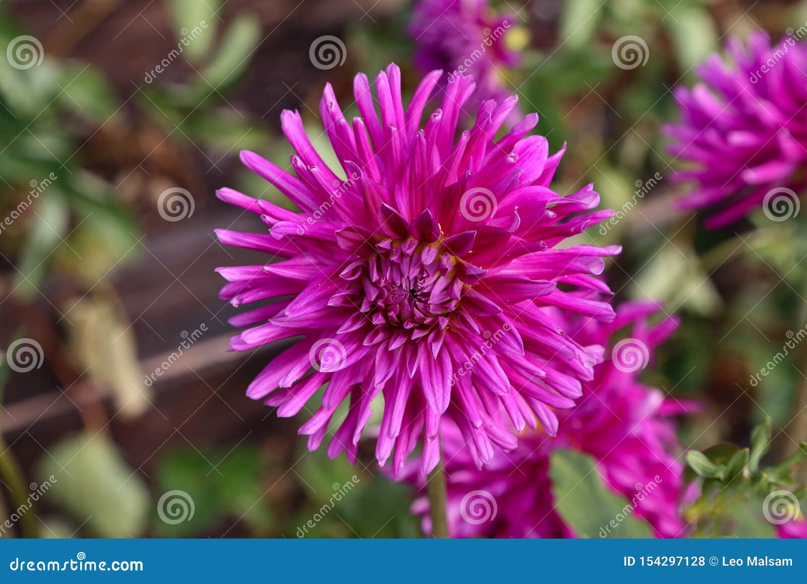 Magenta Color Dalia Flower in the Park Stock Photo - Image of beautiful ...