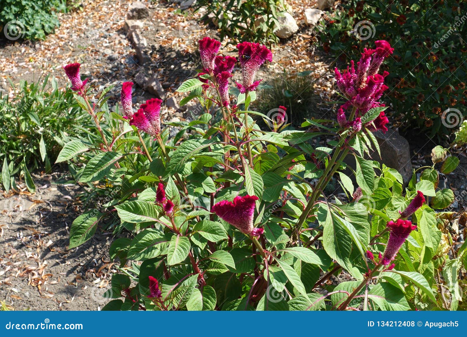 Magenta-colored Crested Flower Heads of Celosia Stock Photo - Image of ...