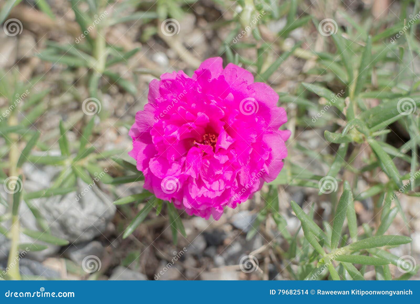 Magenta Colored Flower stock photo. Image of floral, colorful - 79682514