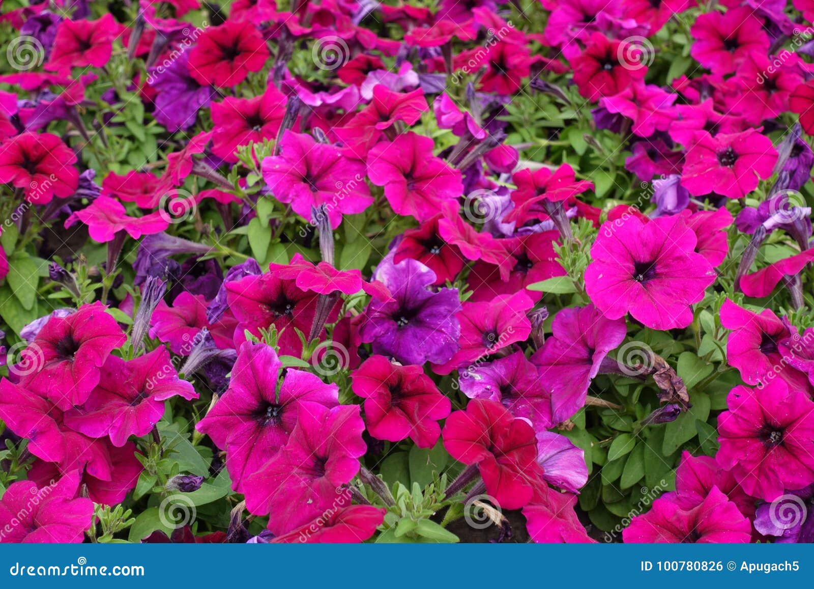 Magenta Colored Flowers of Petunia Stock Photo - Image of lush ...