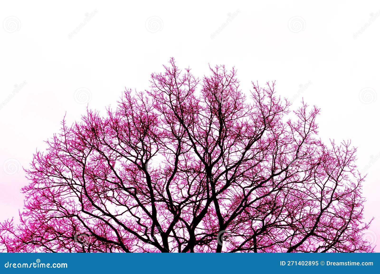 Magenta Colored Silhouette of a Bare Tree with White Background Stock ...