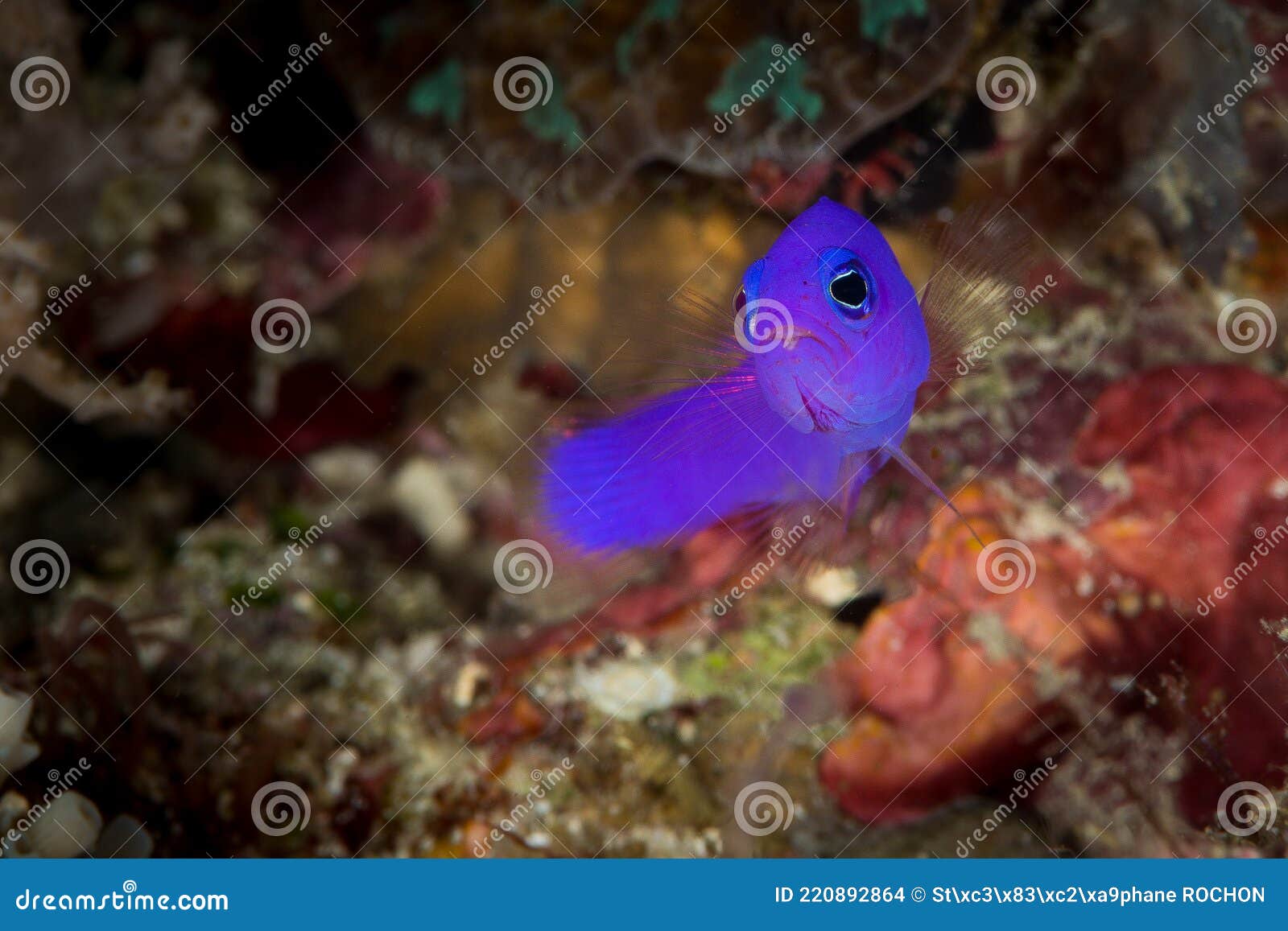 Magenta dottyback fish stock photo. Image of leisure - 220892864