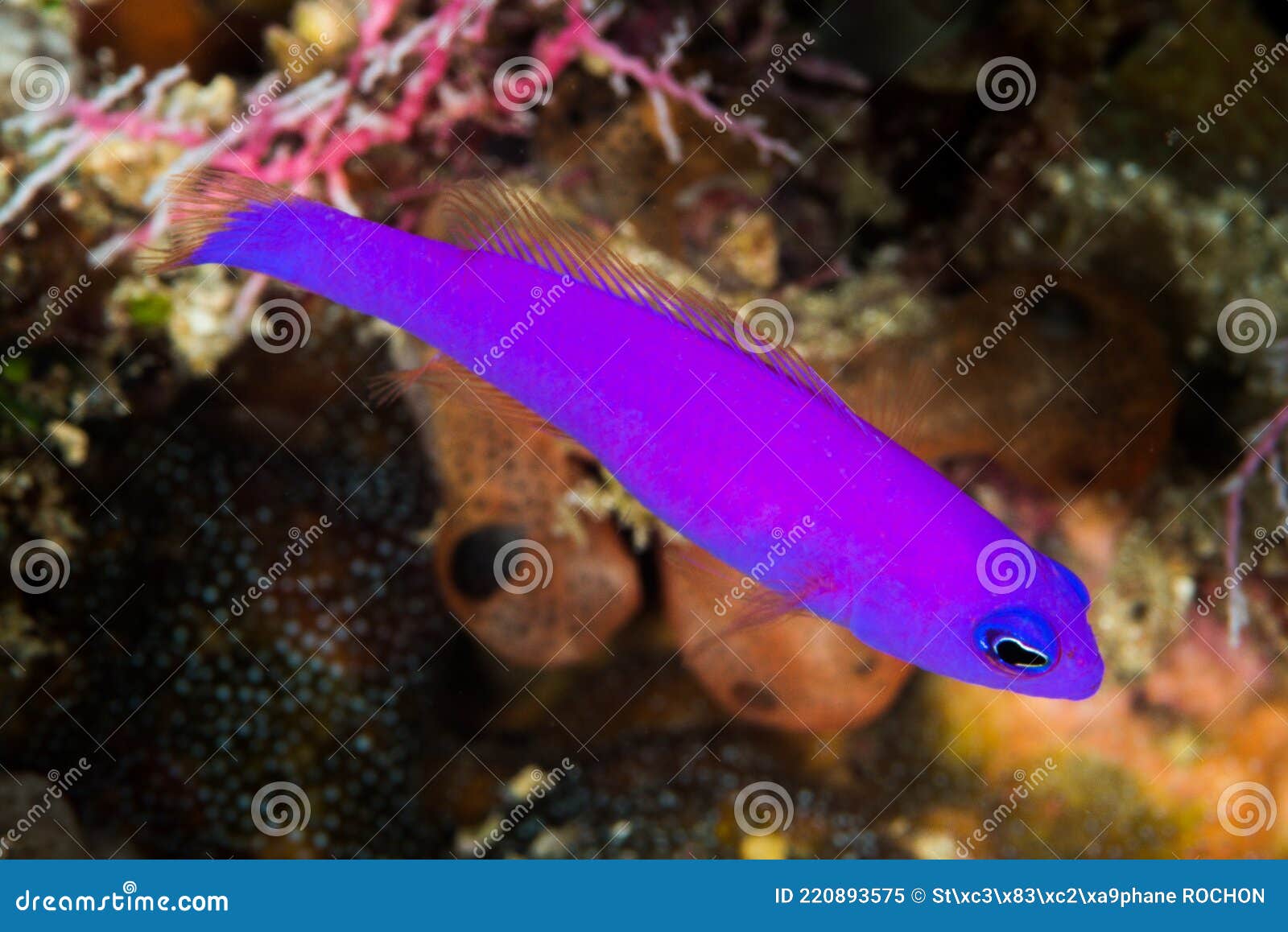 Magenta dottyback fish stock image. Image of magenta - 220893575