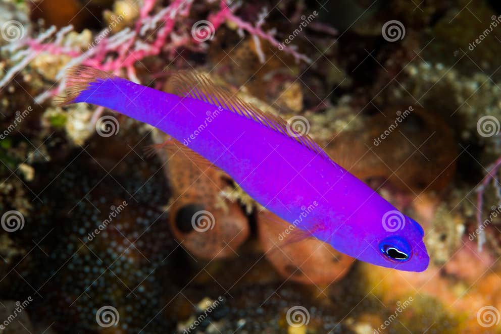 Magenta dottyback fish stock image. Image of magenta - 220893575