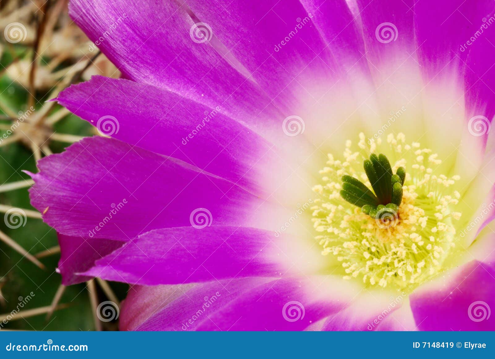 Magenta Echinocereus Cacti Flower Stock Image - Image of exotic, cacti ...