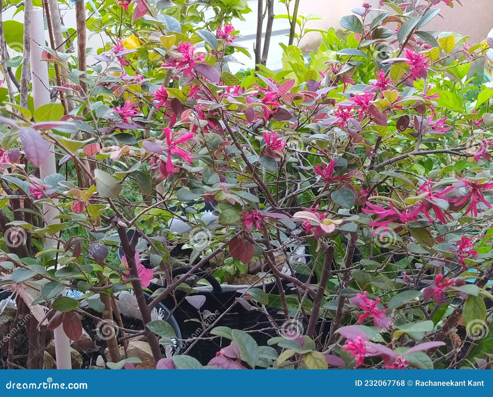 Sunny Light Chinese Fringe Flower, Magenta Flower Stock Photo - Image ...