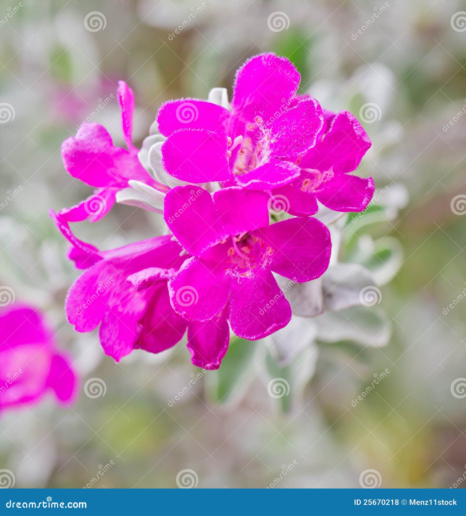 Magenta flower stock photo. Image of bough, decorative - 25670218