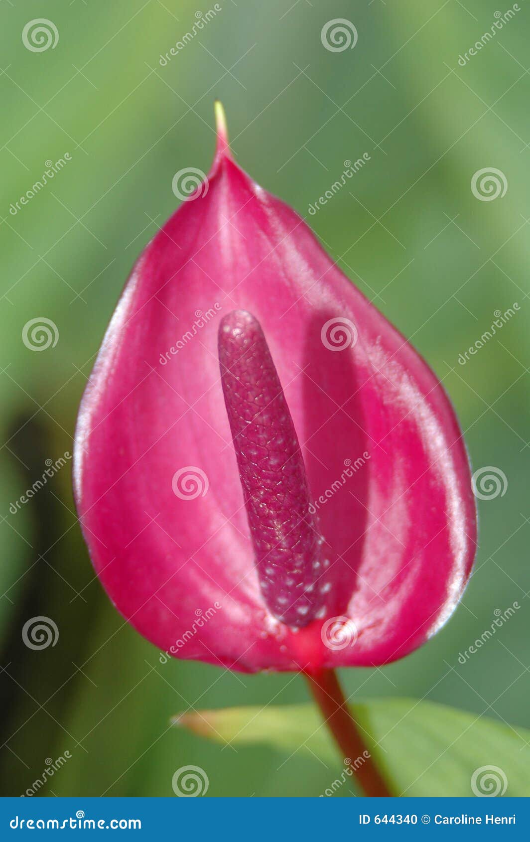 Magenta flower stock photo. Image of plants, forests, forest - 644340
