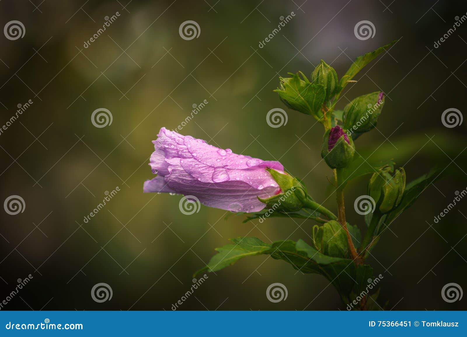 Magenta Flower after the Rain Stock Image - Image of pink, bokeh: 75366451