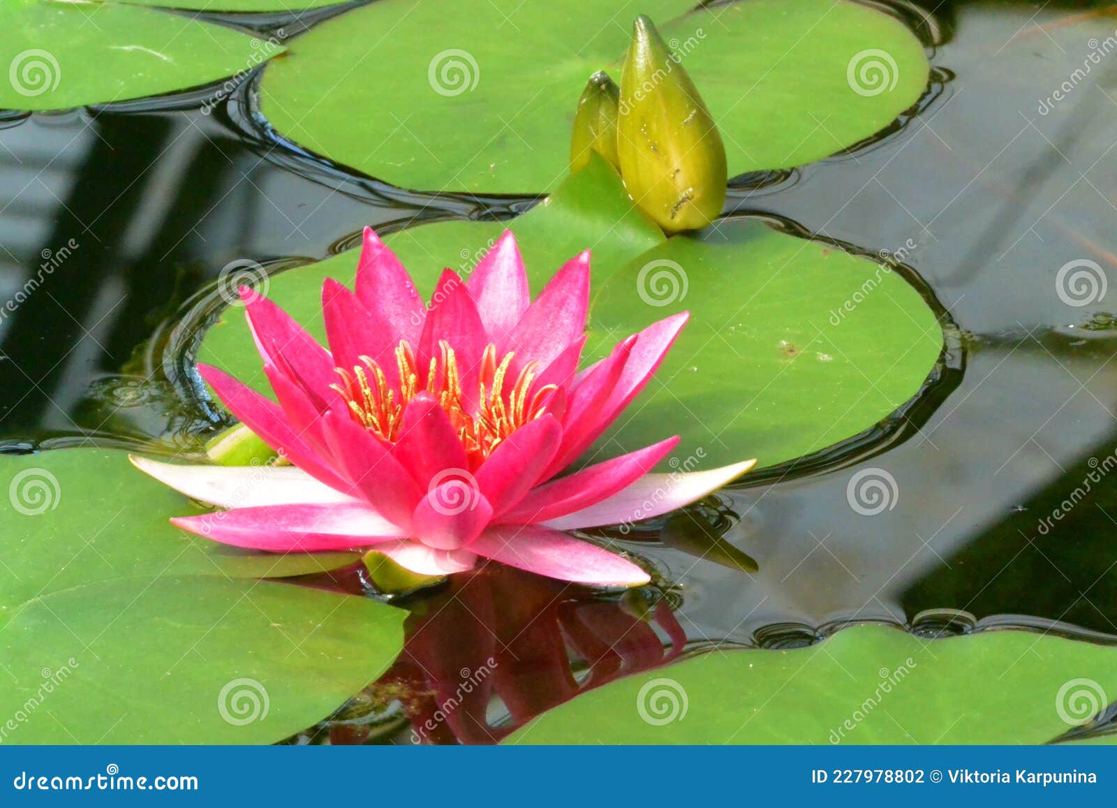 The Magenta Flower of Water Lily Nymphaea Attraction on Pond Stock ...