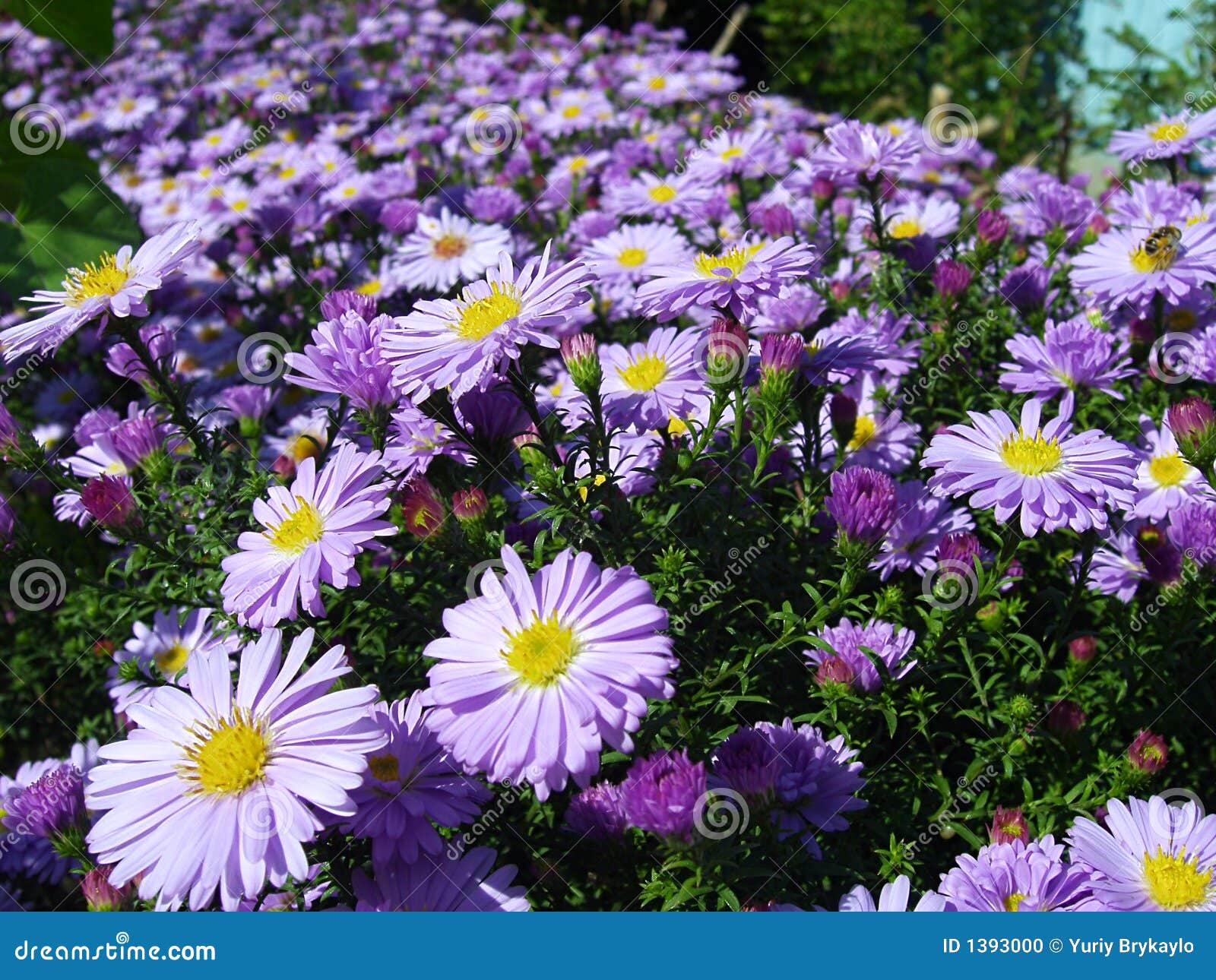 Magenta flowers stock photo. Image of botanical, purity - 1393000
