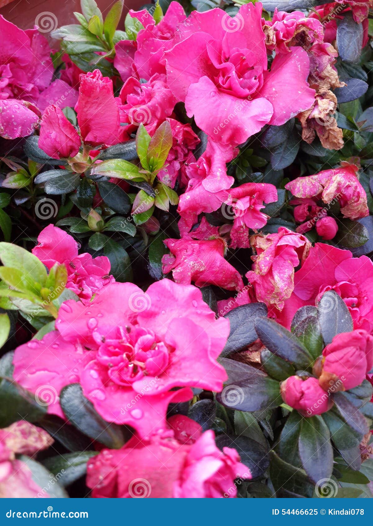 Magenta Flowers stock image. Image of natural, flower - 54466625