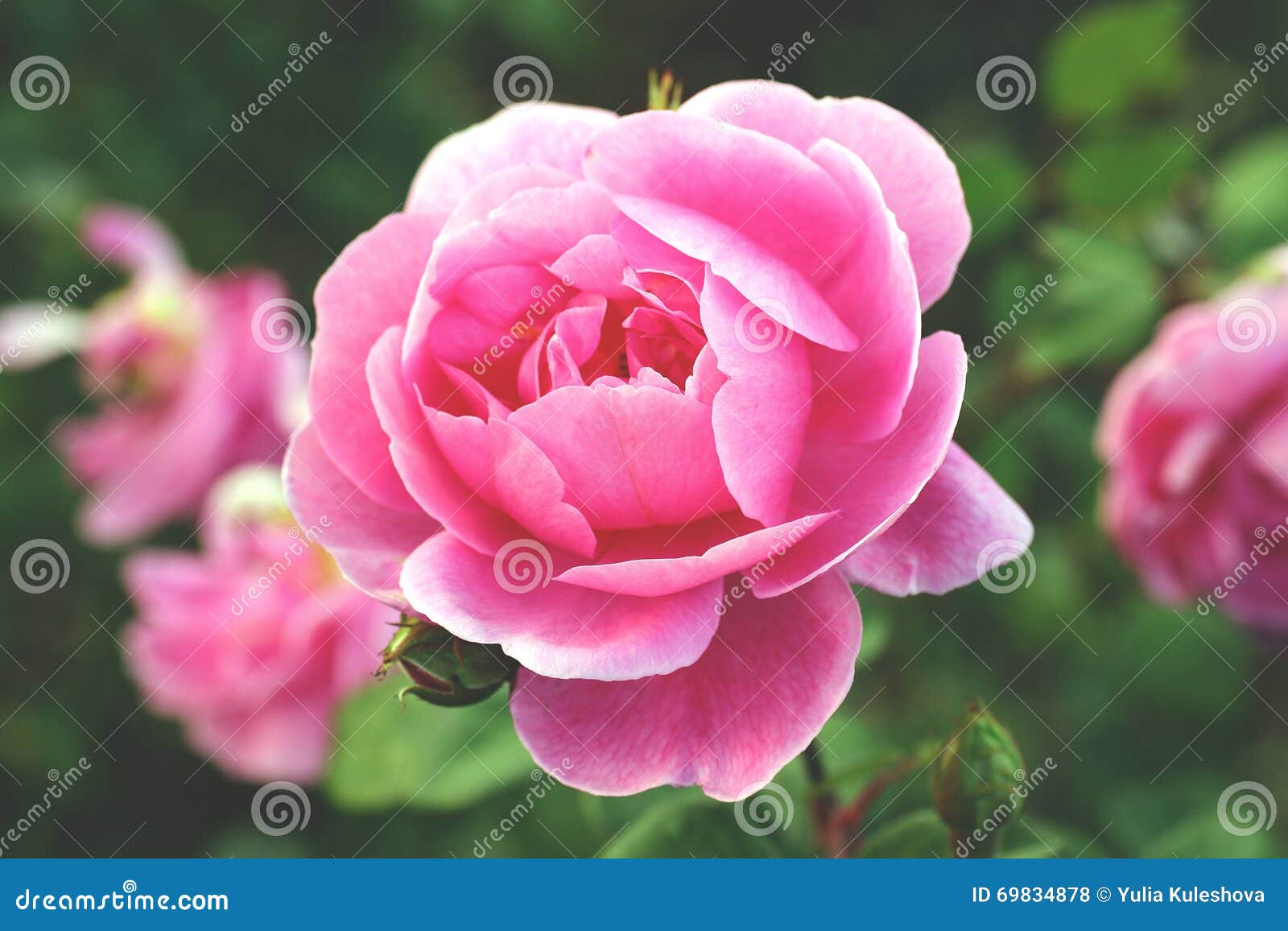 Magenta garden roses stock photo. Image of magenta, colorful - 69834878