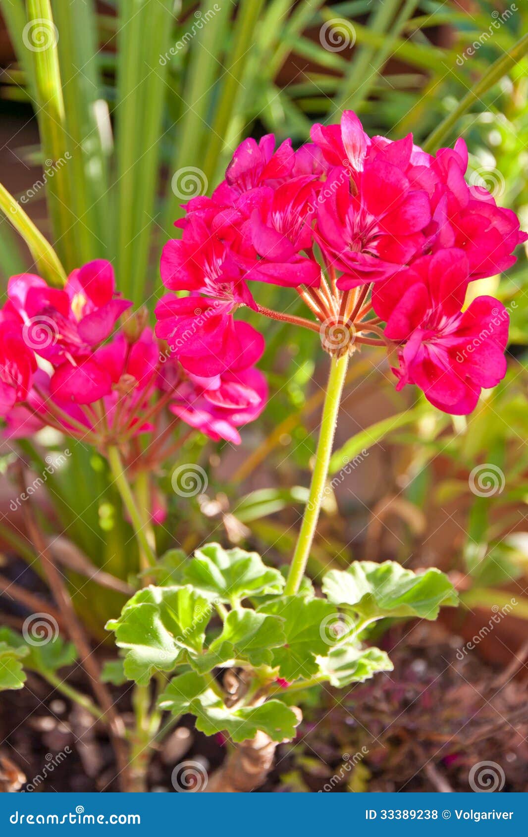 Magenta geranium. stock photo. Image of geraniaceae, plants - 33389238